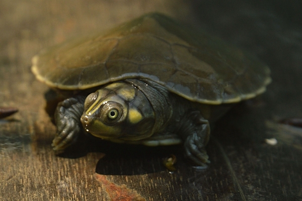 EN ARAUCA, TERMINÓ TEMPORADA DE NACIMIENTOS DE TORTUGAS CHARAPA EN LAS ...