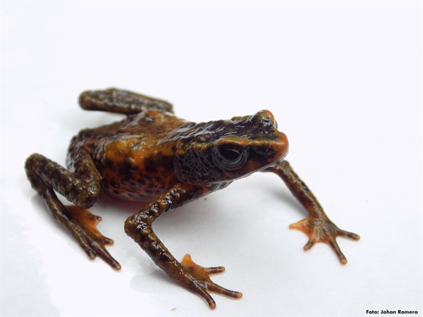 THE REDISCOVERY OF A HARLEQUIN FROG BELIEVED EXTINCT > WCS Colombia