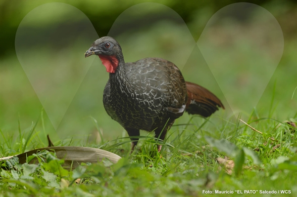 MONITOREAN A LA PAVA CAUCANA PARA CONOCER SU ESTADO EN LOS BOSQUES DEL ...