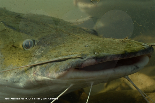 LA VEDA DEL BAGRE ES AHORA UNA APUESTA COMUNITARIA > WCS Colombia