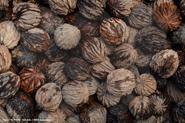 ASÍ AVANZA EN TOLIMA LA CRUZADA POR LA SALVACIÓN DEL CEDRO NEGRO > WCS ...