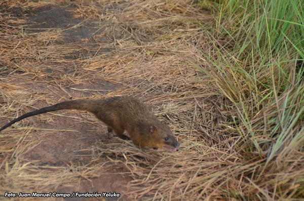 LA COMADREJA COLORADA TAMBIÉN HABITA EN LA CUENCA DEL RÍO BITA > WCS ...