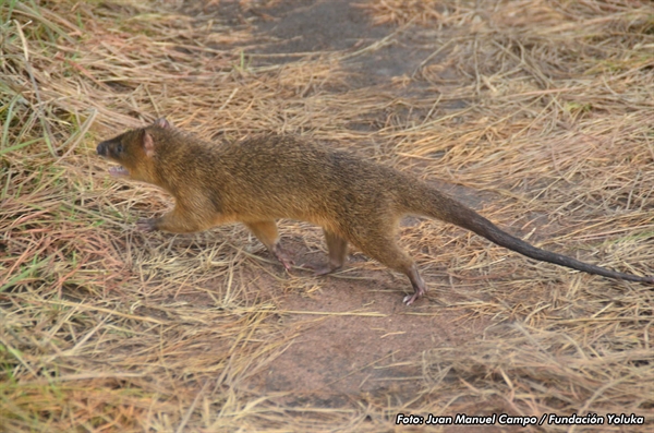 LA COMADREJA COLORADA TAMBIÉN HABITA EN LA CUENCA DEL RÍO BITA > WCS ...