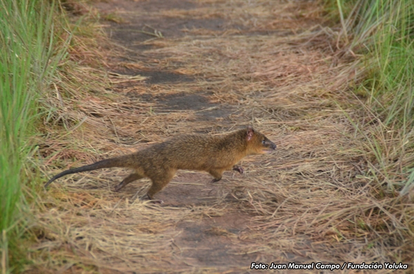 LA COMADREJA COLORADA TAMBIÉN HABITA EN LA CUENCA DEL RÍO BITA > WCS ...