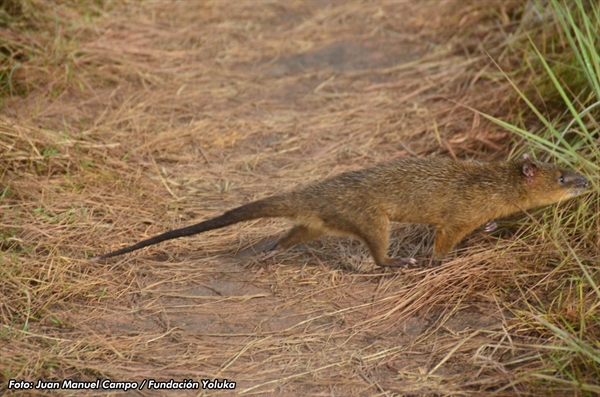 LA COMADREJA COLORADA TAMBIÉN HABITA EN LA CUENCA DEL RÍO BITA > WCS ...