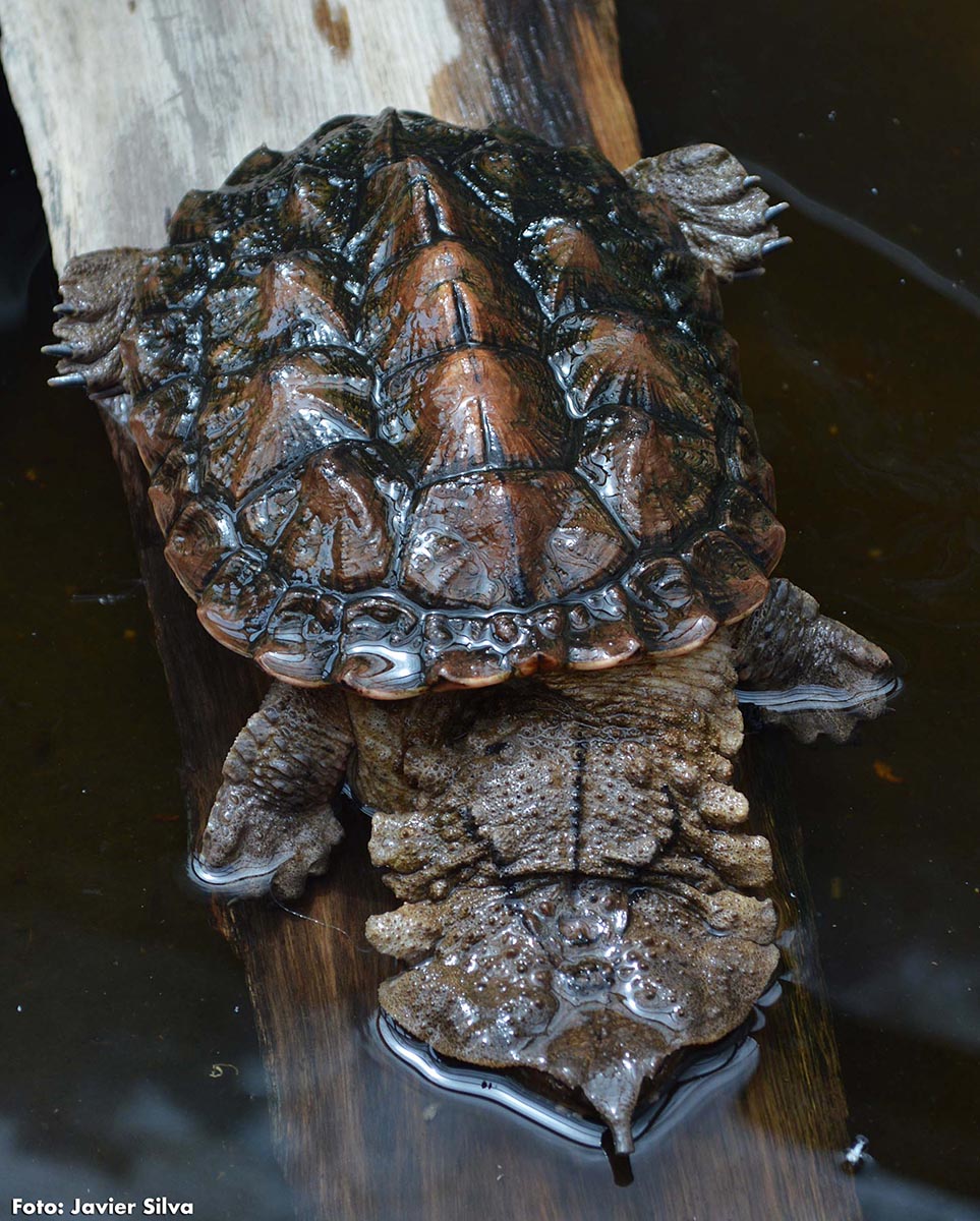 ASÍ MARCHA EL PLAN GLOBAL QUE MITIGA EL TRÁFICO ILEGAL DE LAS MATAMATA ...